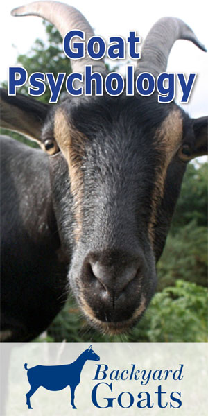Goat Enrichment: The Importance of Mental Health - Goat Journal